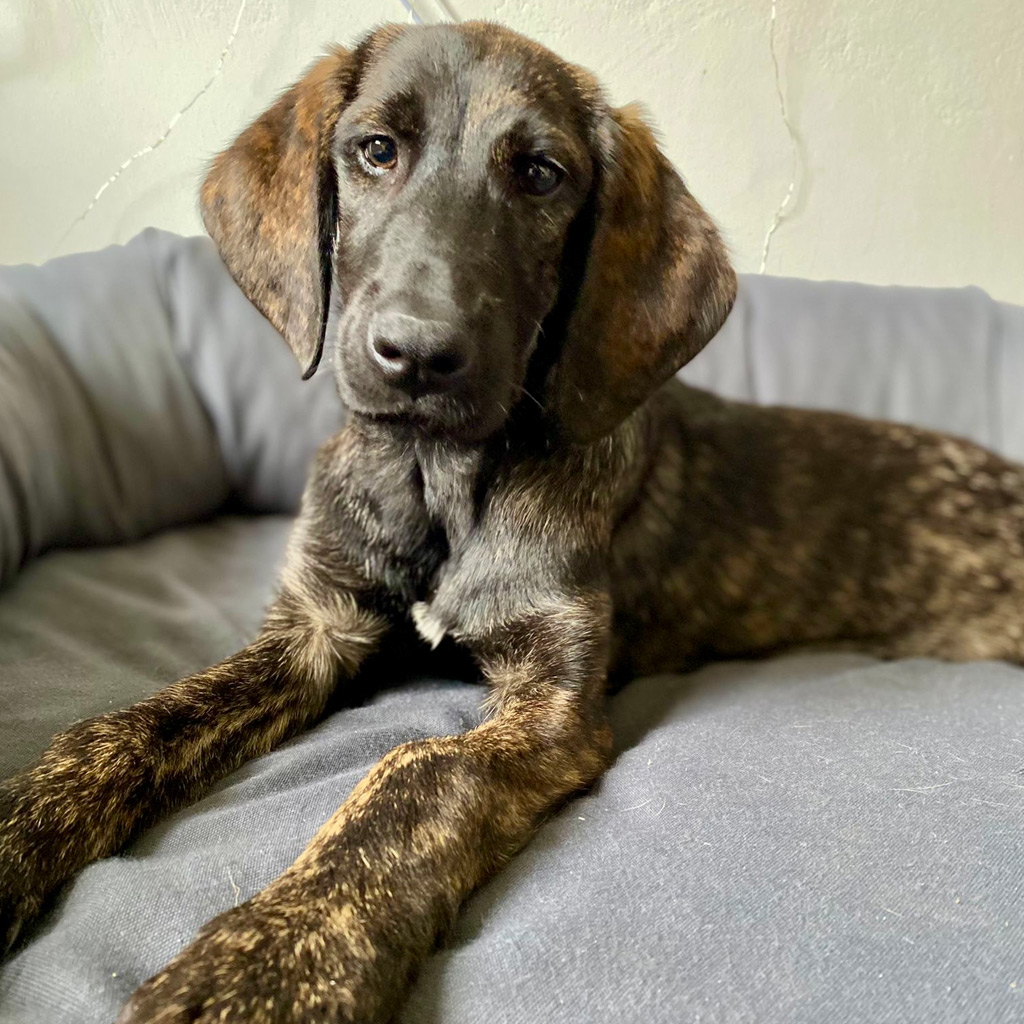Labrador Bardino Mischling Leni - SALVA Hundehilfe e.V.