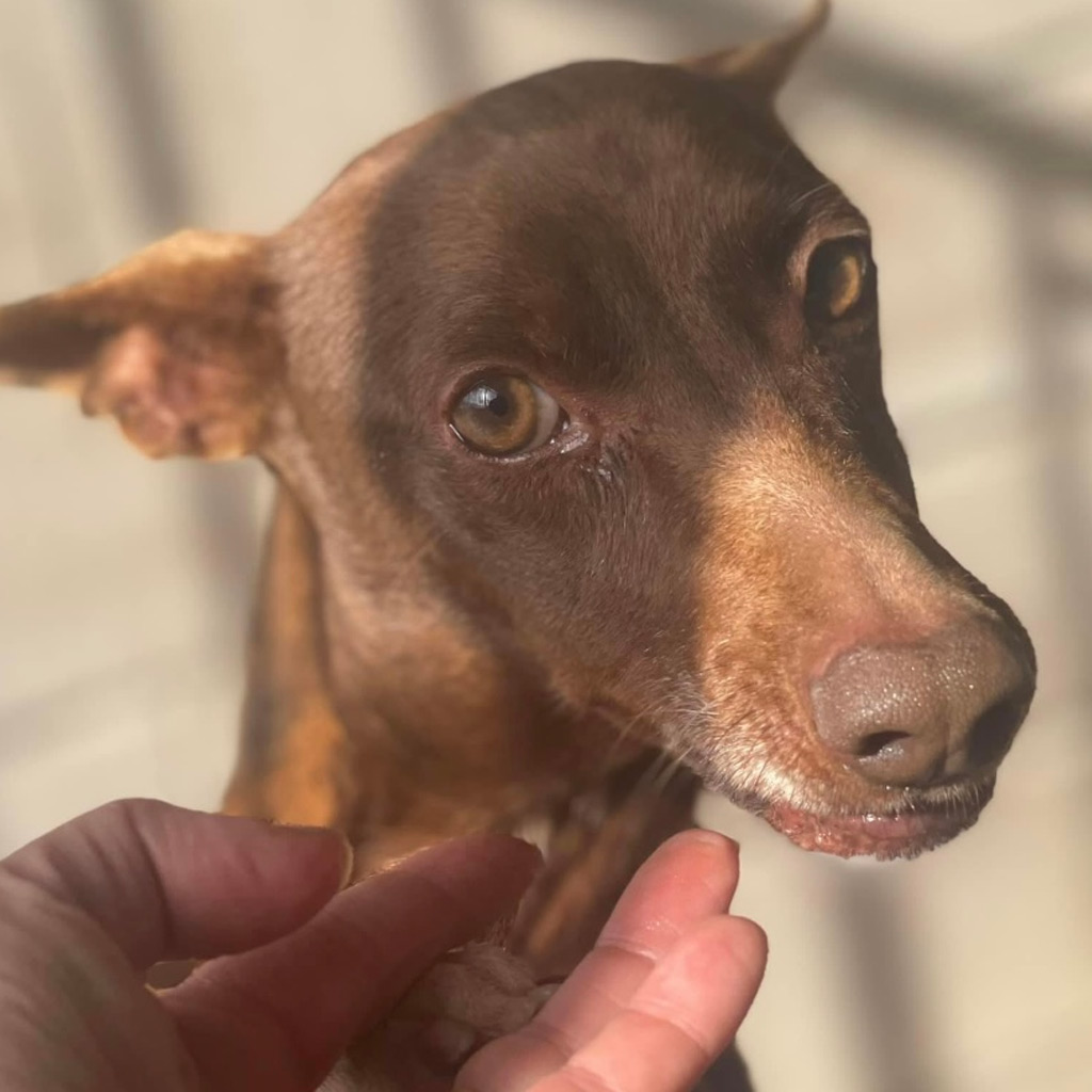 Podenco Mischling Chispa hat Zuhause gefunden - SALVA Hundehilfe e.V.