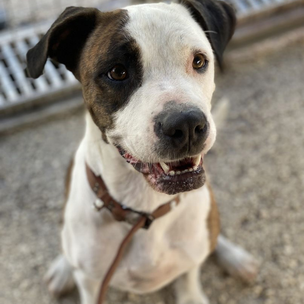 Boxer Mischling Olivia hat ihr Zuhause gefunden - SALVA Hundehilfe e.V.