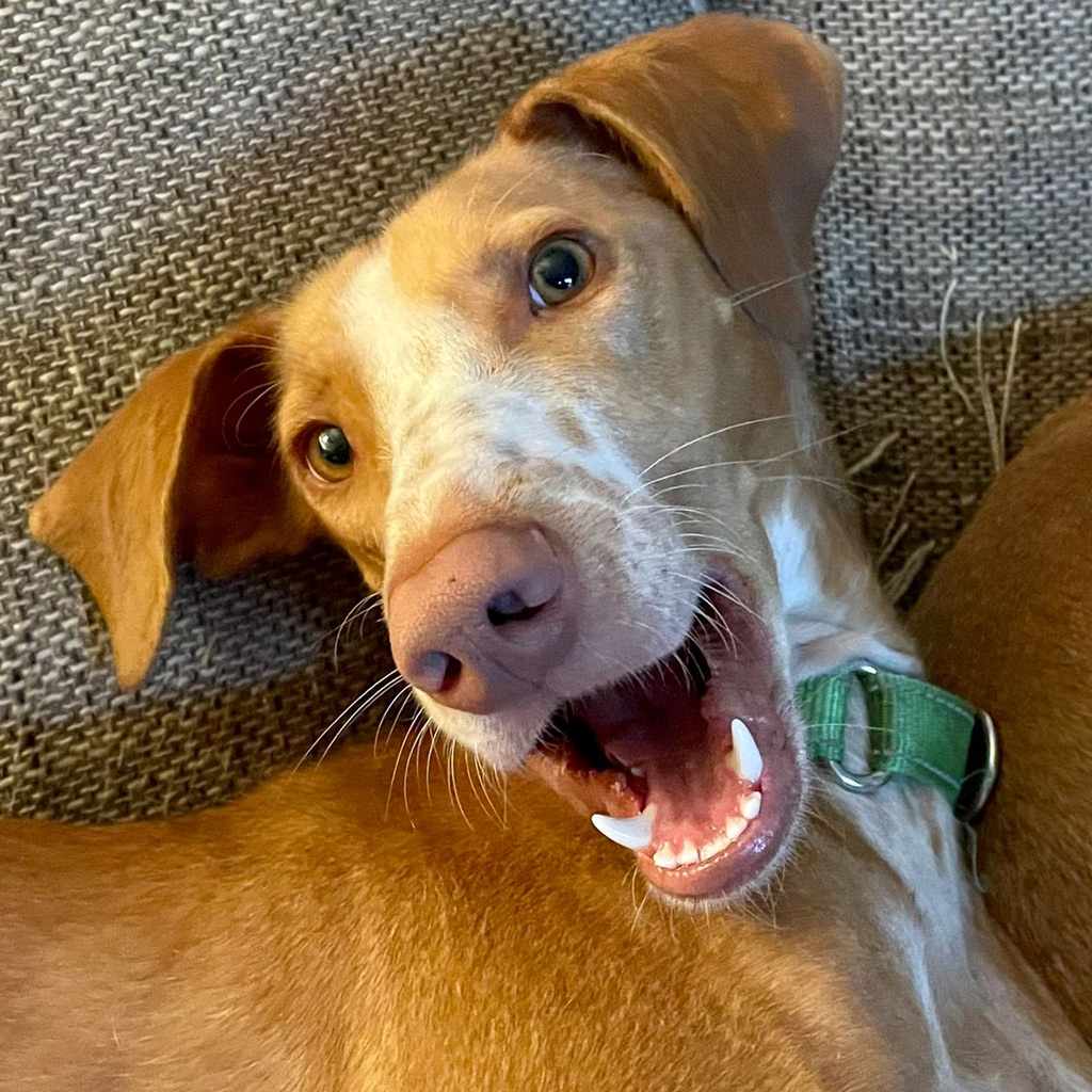 Galgo Podenco Mischling Robert - SALVA Hundehilfe e.V.