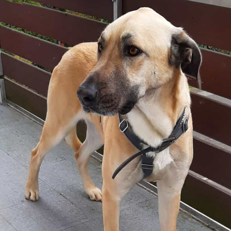 Dogge Labrador Mischling Julio - SALVA Hundehilfe e.V.