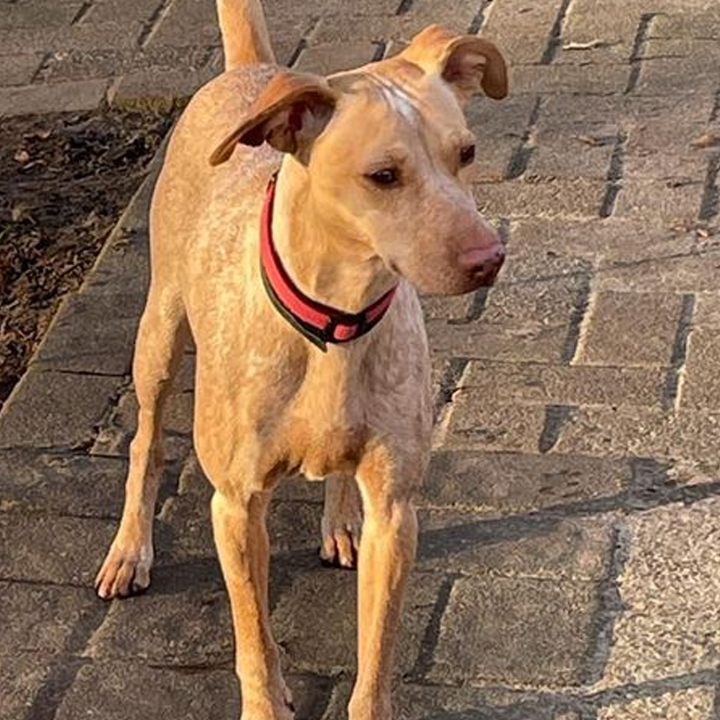 Podenco Mischling Miri hat ein Zuhause! - SALVA Hundehilfe e.V.