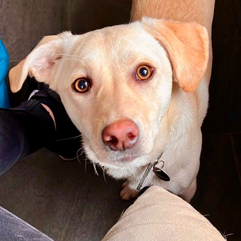 Mischling Nelah hat ihr Zuhause gefunden - SALVA Hundehilfe e.V.
