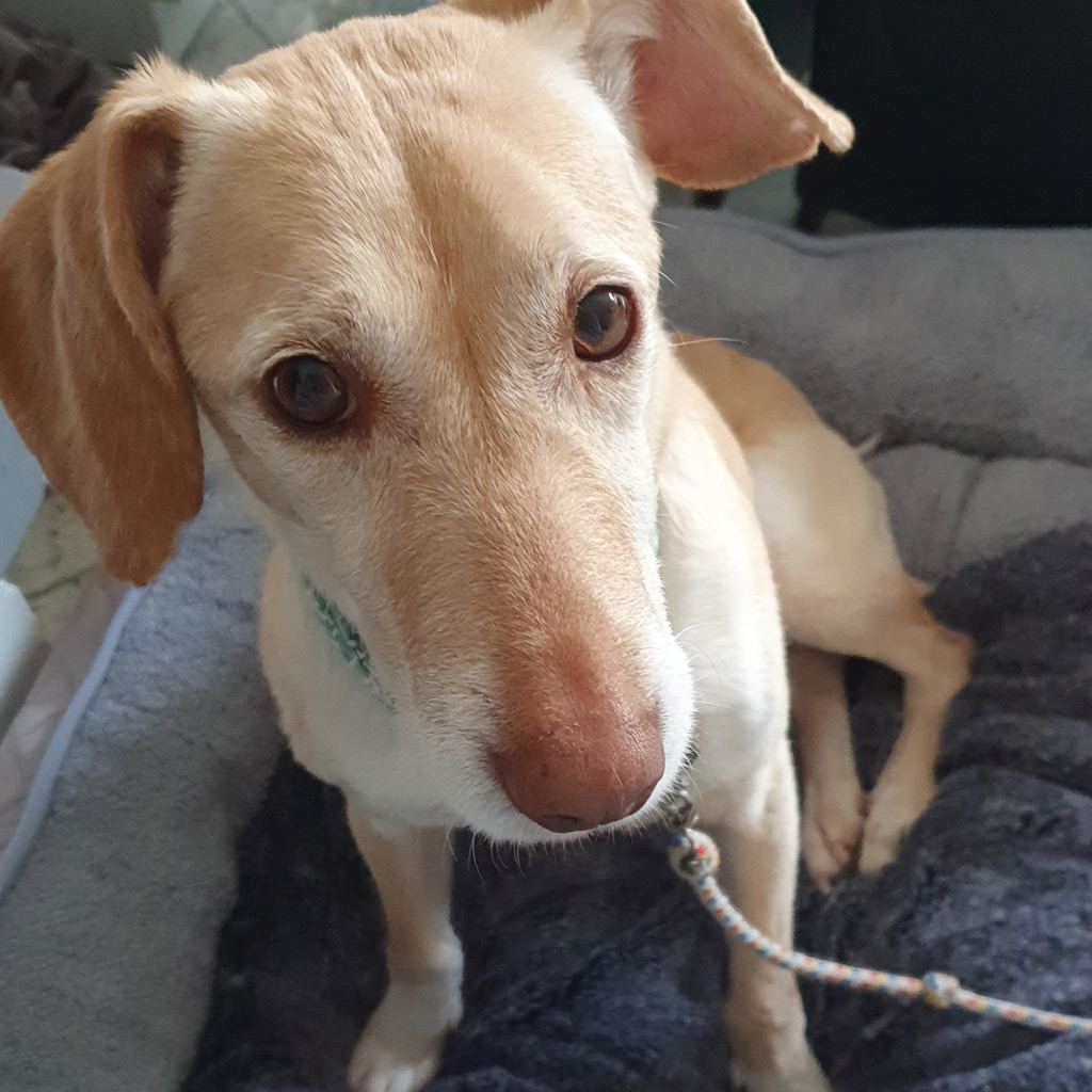 Labrador Podenco Mischling Rabona - SALVA Hundehilfe e.V.