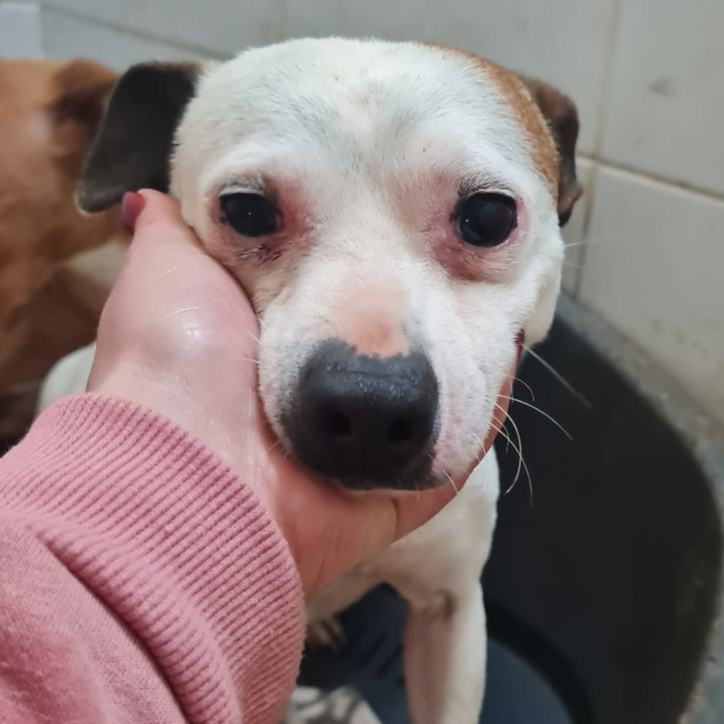 Jack Russel Mischling Harry hat sein Zuhause! - SALVA Hundehilfe e.V.