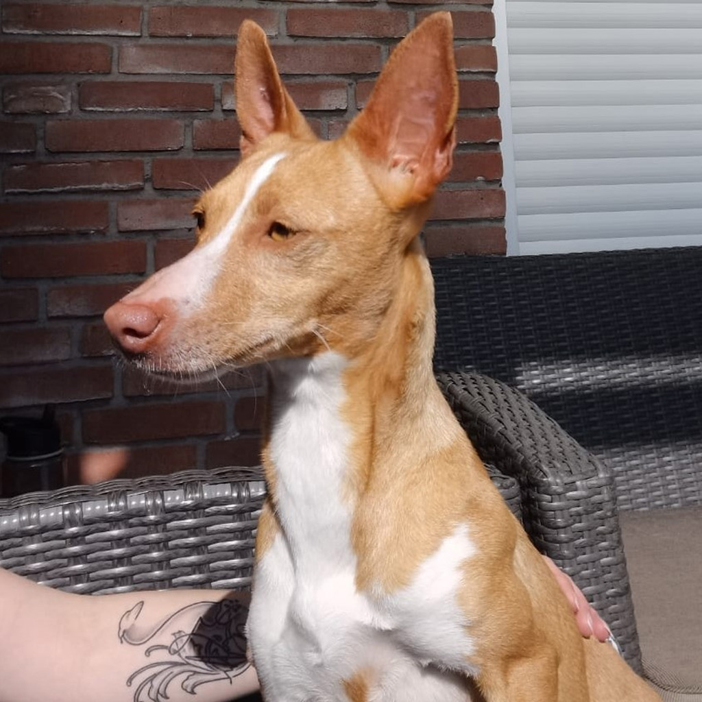 Podenco Maneto Christa hat ihr Zuhause! - SALVA Hundehilfe e.V.
