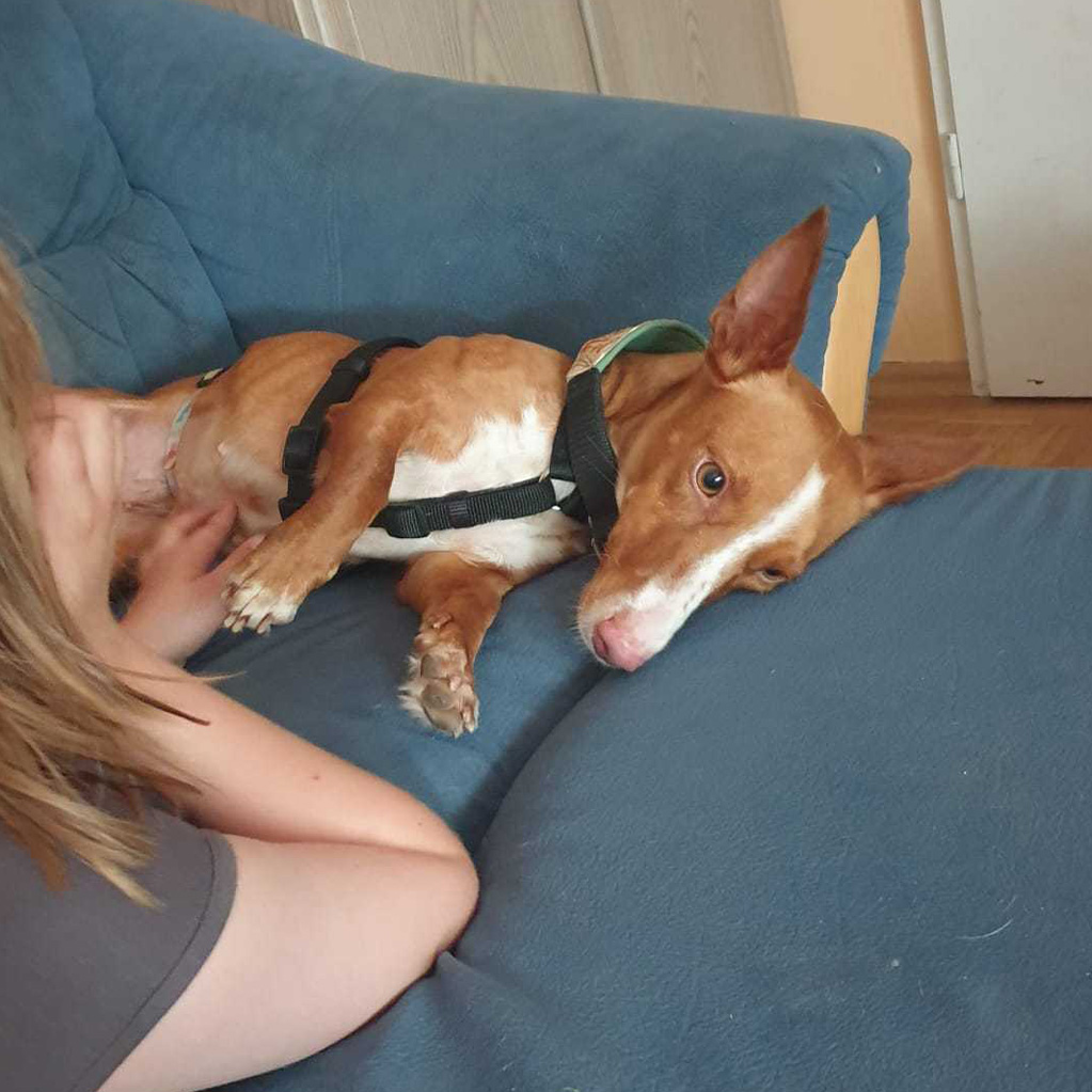 Podenco Mischling Flora hat ein Zuhause - SALVA Hundehilfe e.V.