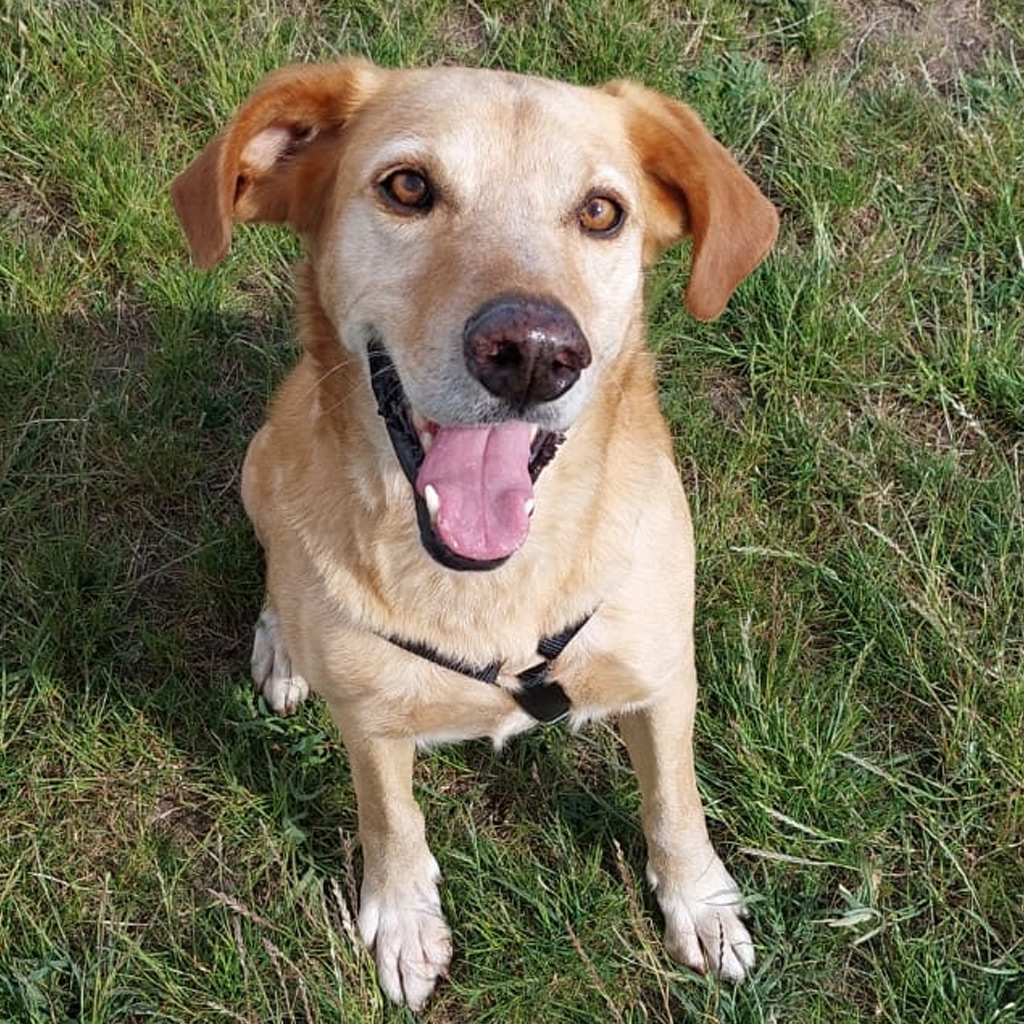 Labrador Retriever Mischling Simpson - SALVA Hundehilfe e.V.