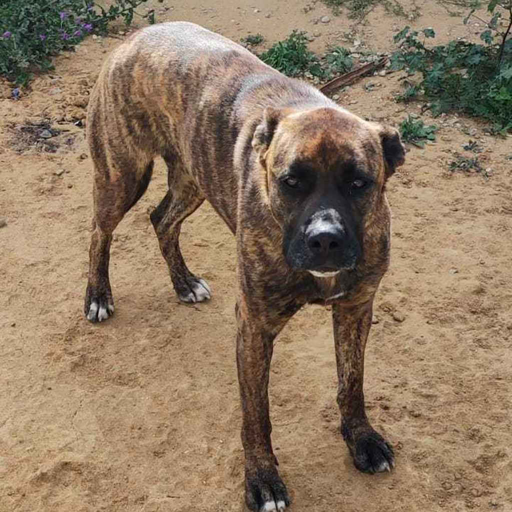 Boxer Mischling Bella hat ein Zuhause - SALVA Hundehilfe e.V.