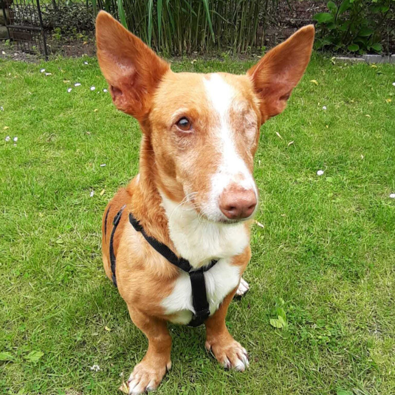 Podenco Mischling Fenix - SALVA Hundehilfe e.V.