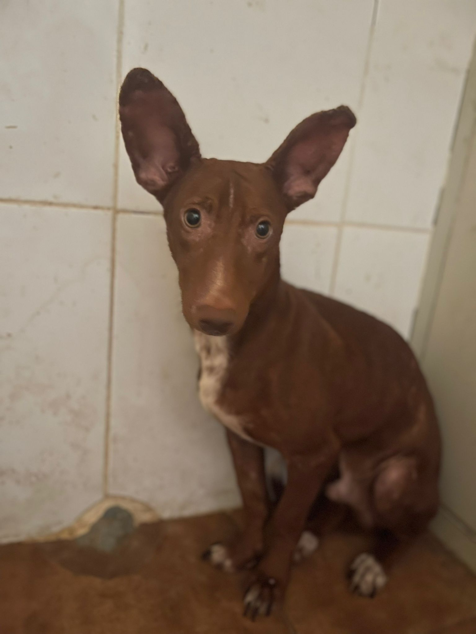 Podenco Bolt sucht ein Zuhause - SALVA Hundehilfe e.V.