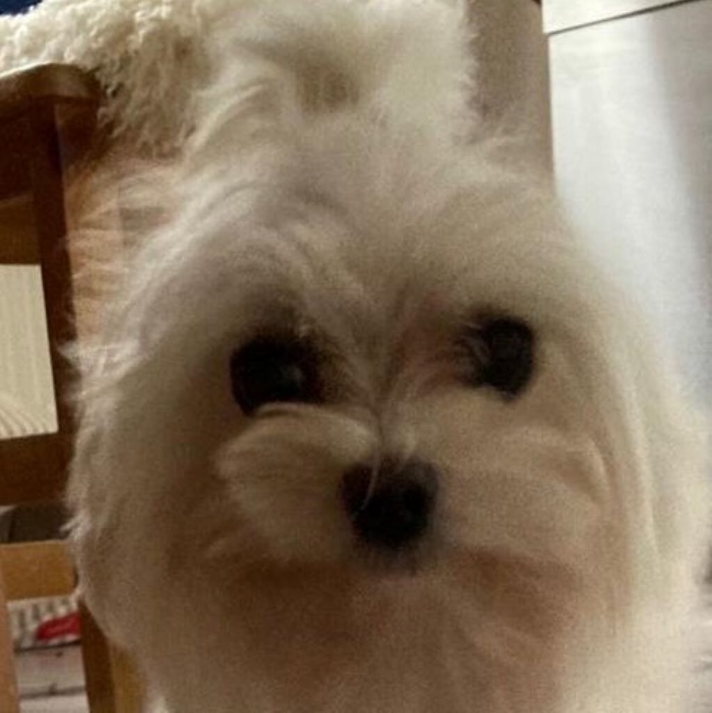 Malteser Dora hat ein Zuhause gefunden! - SALVA Hundehilfe e.V.