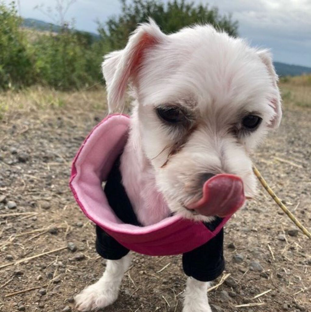 Malteser Ronier hat ein Zuhause - SALVA Hundehilfe e.V.