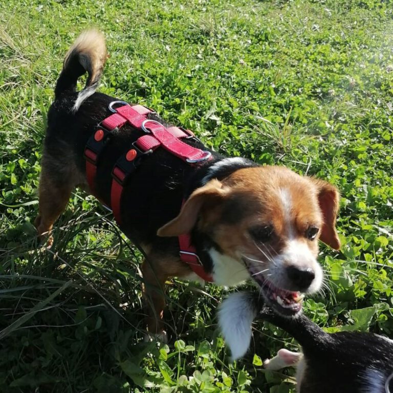 Mischling Natascha hat ein Zuhause - SALVA Hundehilfe e.V.