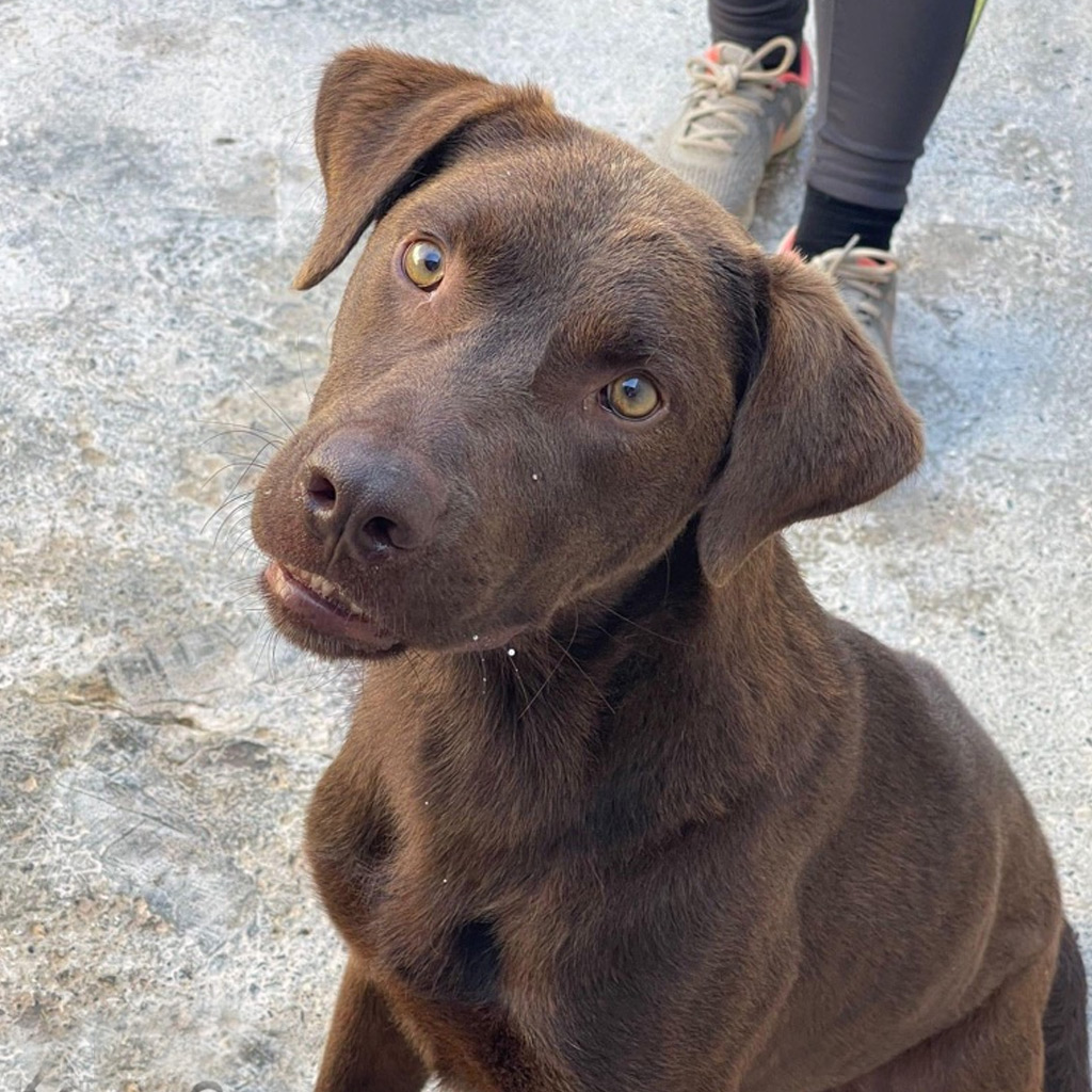 Labrador Mischling Kasper ist glücklich! - SALVA Hundehilfe e.V.