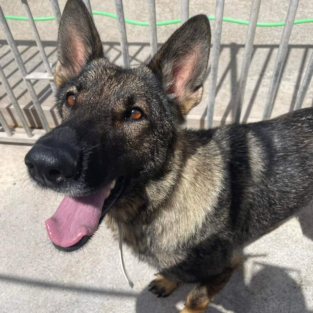 Schäferhund Manu hat endlich ihr Zuhause - SALVA Hundehilfe e.V.