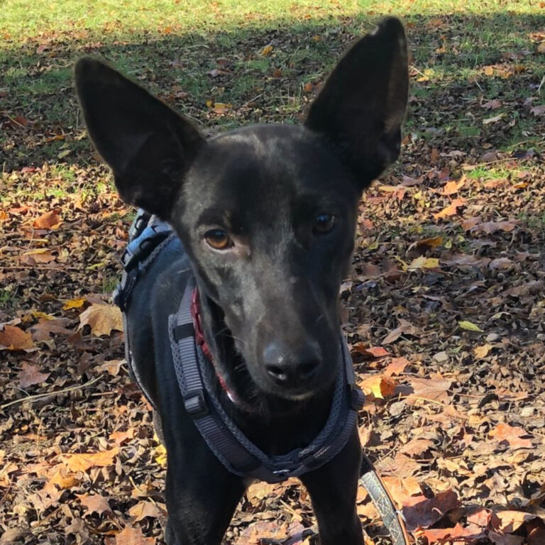 Podenco Mischling Tango hat ein Zuhause - SALVA Hundehilfe e.V.