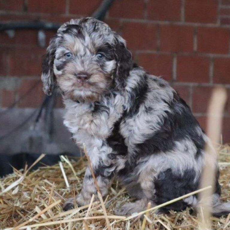 Flatdoodle Mischling Gloria - SALVA Hundehilfe e.V.