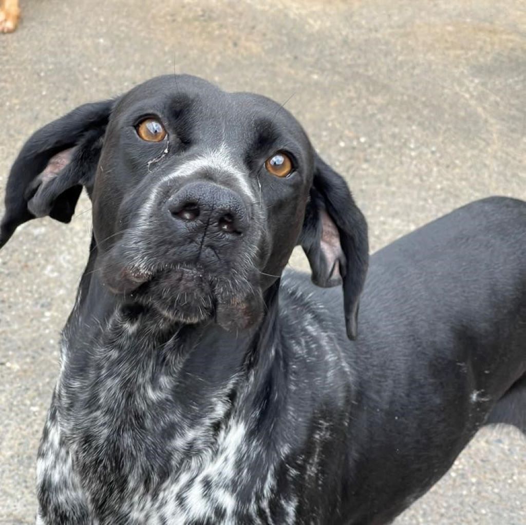 Pointer Mischling Kira hat ein Zuhause - SALVA Hundehilfe e.V.