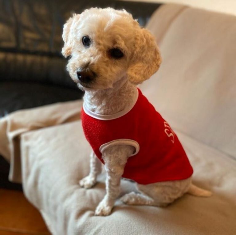 Bichon Malteser Daisy hat ein Zuhause! - SALVA Hundehilfe e.V.