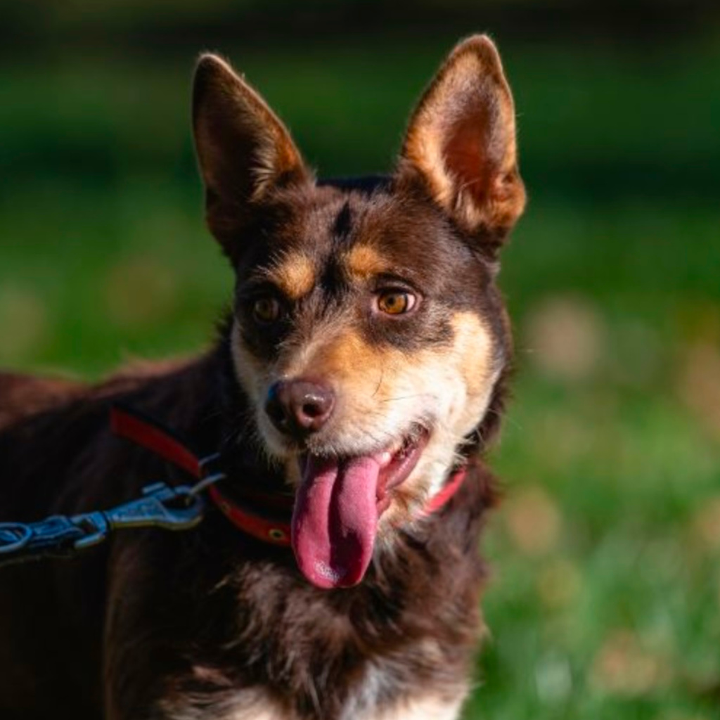 Mischling Eryk hat endlich ein Zuhause - SALVA Hundehilfe e.V.