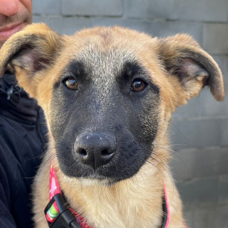 Malinois Mischling Patricia im Glück!- SALVA Hundehilfe e.V.