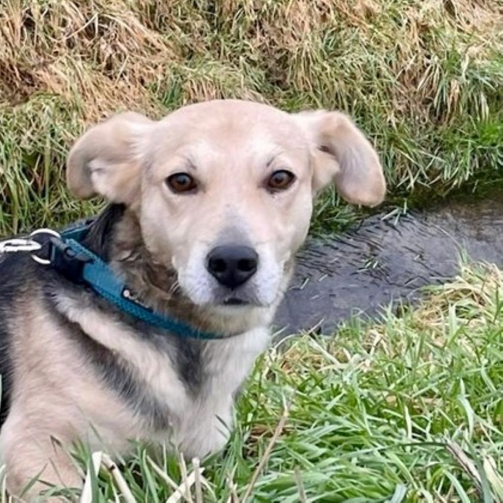 Mischling Maniek hat ein Zuhause - SALVA Hundehilfe e.V.