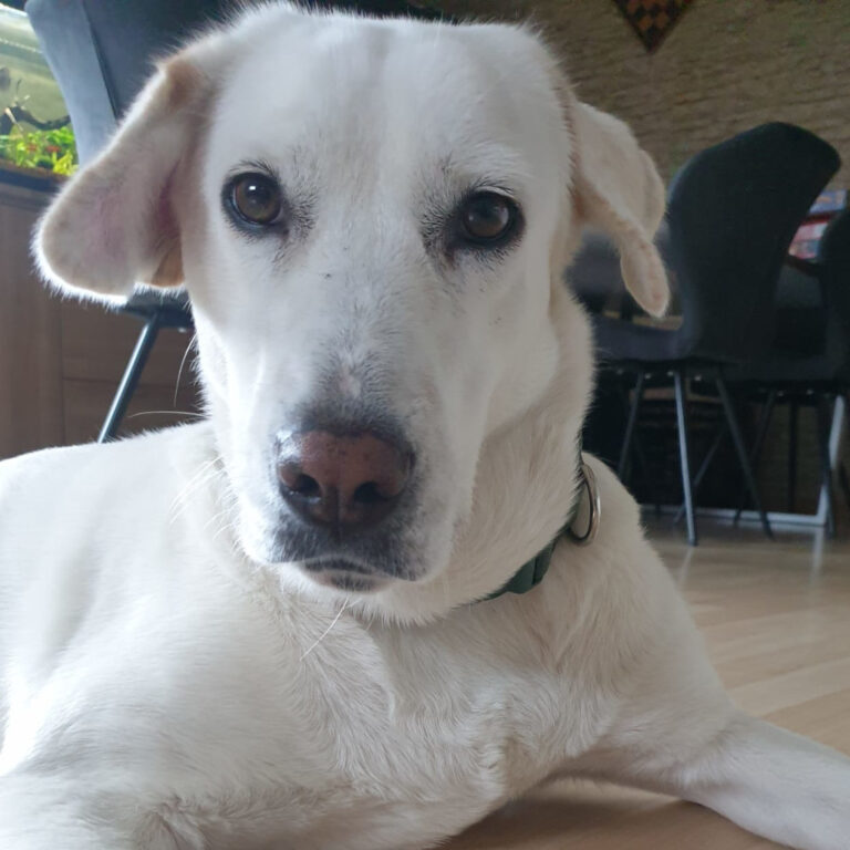 Labrador Mischling Bianca im Glück! - SALVA Hundehilfe e.V.