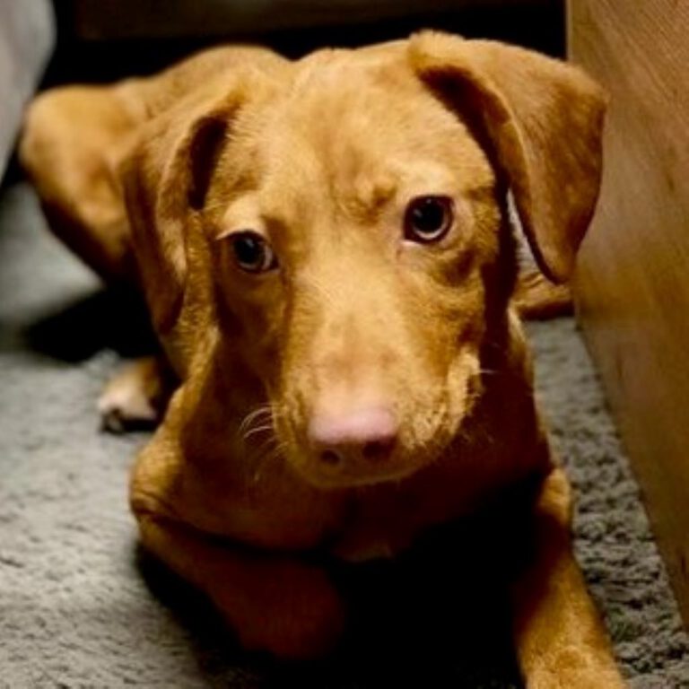 Podenco Mischling Felisia hatte Glück! - SALVA Hundehilfe e.V.