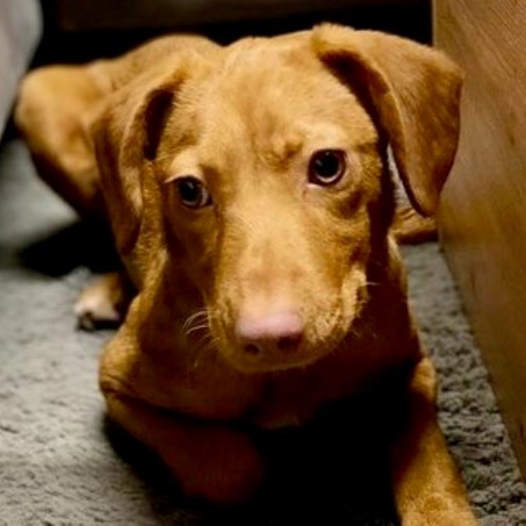 Podenco Mischling Felisia hatte Glück! - SALVA Hundehilfe e.V.