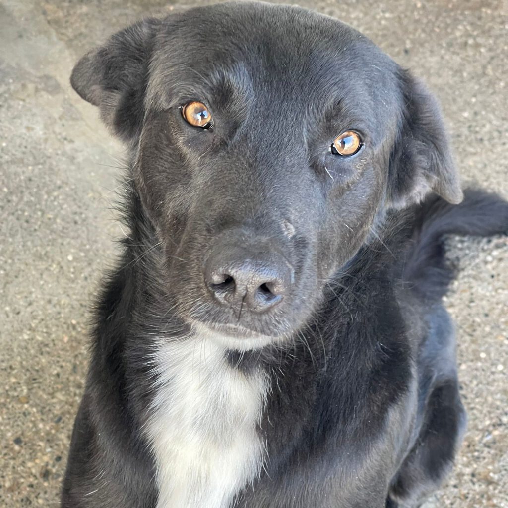 Labrador Mischling Bear - SALVA Hundehilfe e.V.