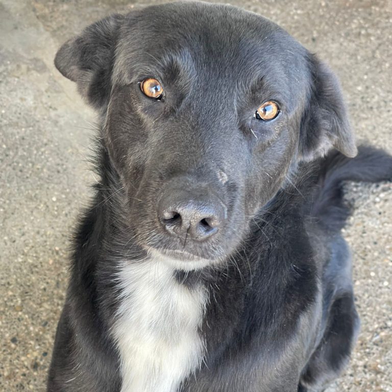 Labrador Mischling Bear - SALVA Hundehilfe e.V.