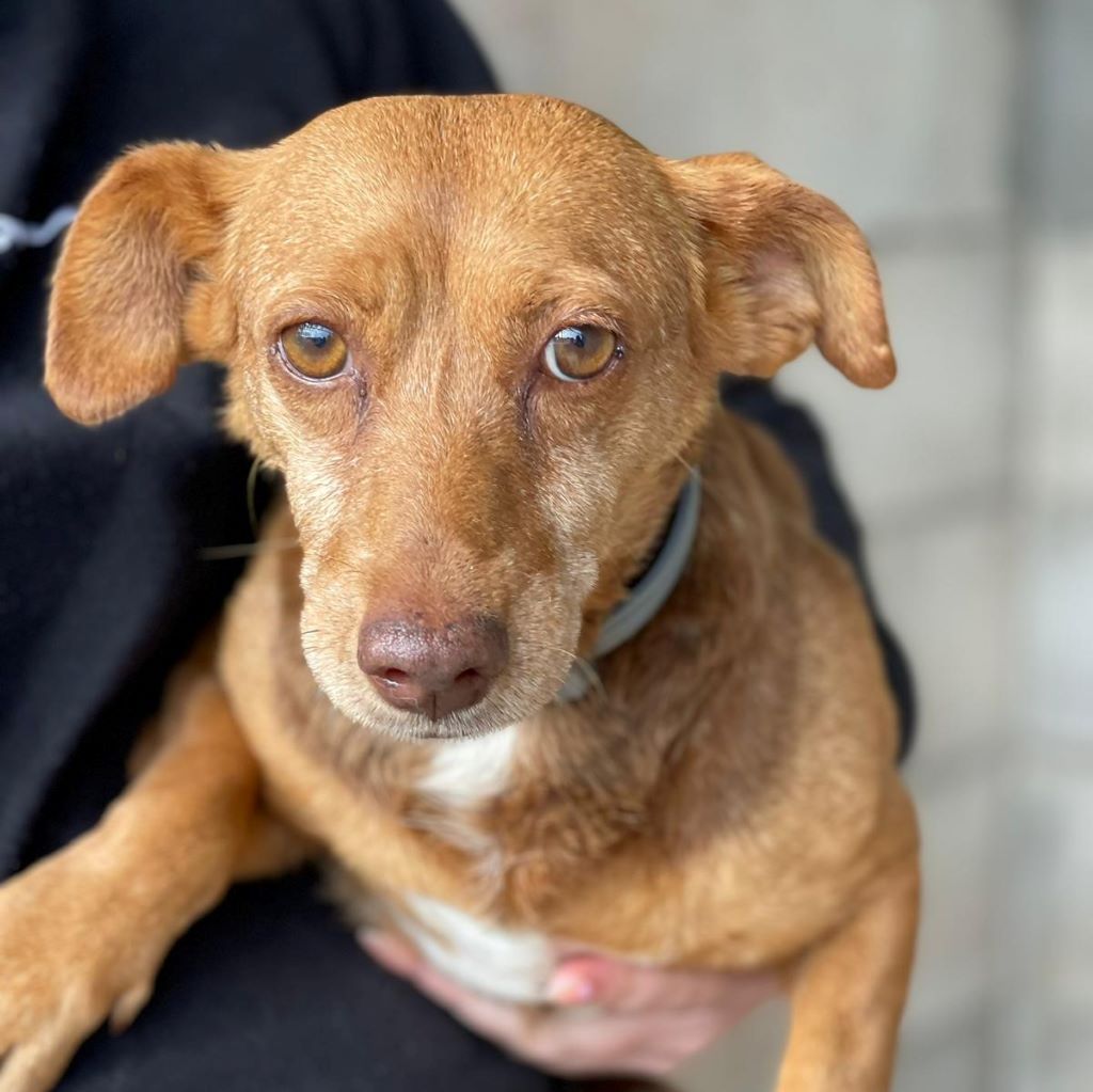 Podenco Maneto Canela hat ein Zuhause - SALVA Hundehilfe e.V.