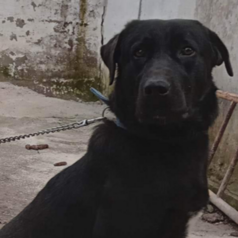 Labrador Mischling Oliver hat ein Zuhause - SALVA Hundehilfe e.V.