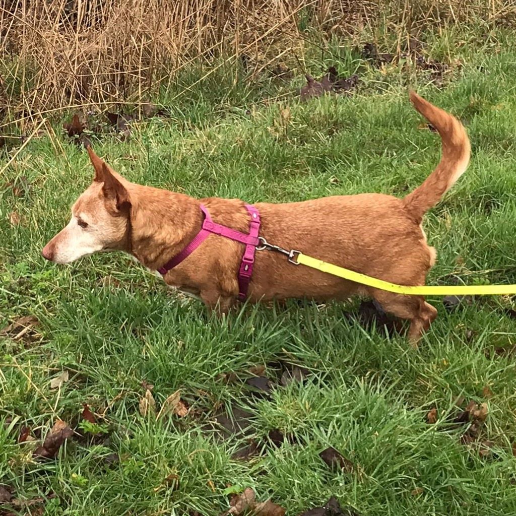 Podenco Maneto Cuchara im Glück! - SALVA Hundehilfe e.V.