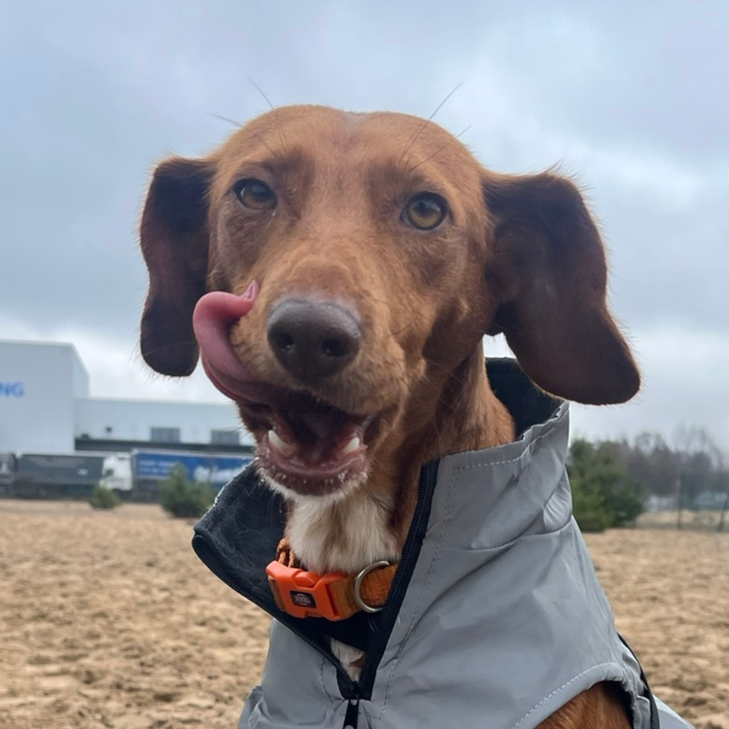 Podenco Mischling Margot im Glück! - SALVA Hundehilfe e.V.