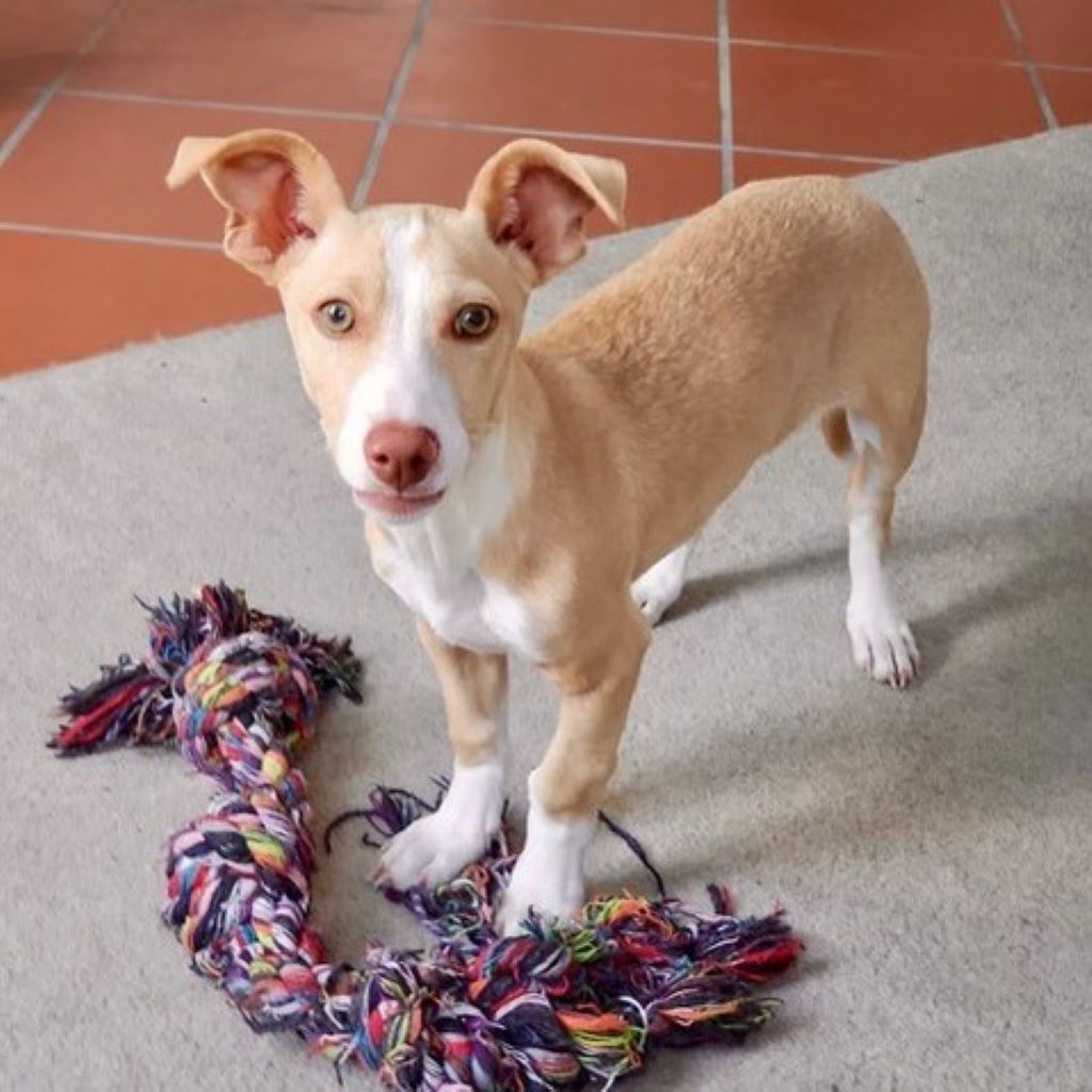 Podenco Maneto Mischling Mc Fly - SALVA Hundehilfe e.V.