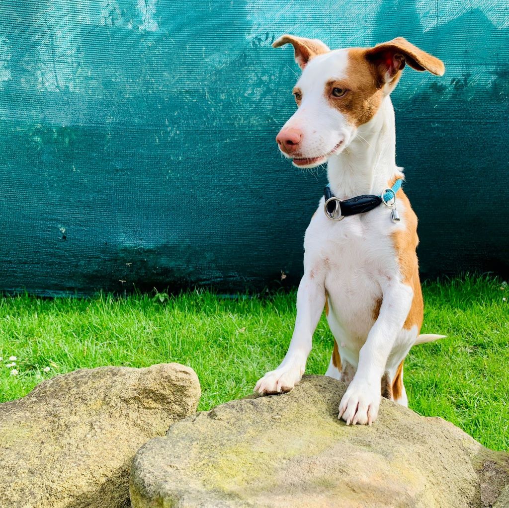 Podenco Maneto Perla im Glück! - SALVA Hundehilfe e.V.