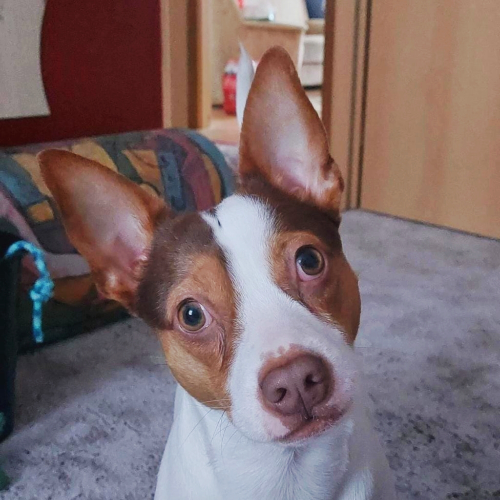 Bodeguero Mischling Piotr hat ein Zuhause! - SALVA Hundehilfe e.V.