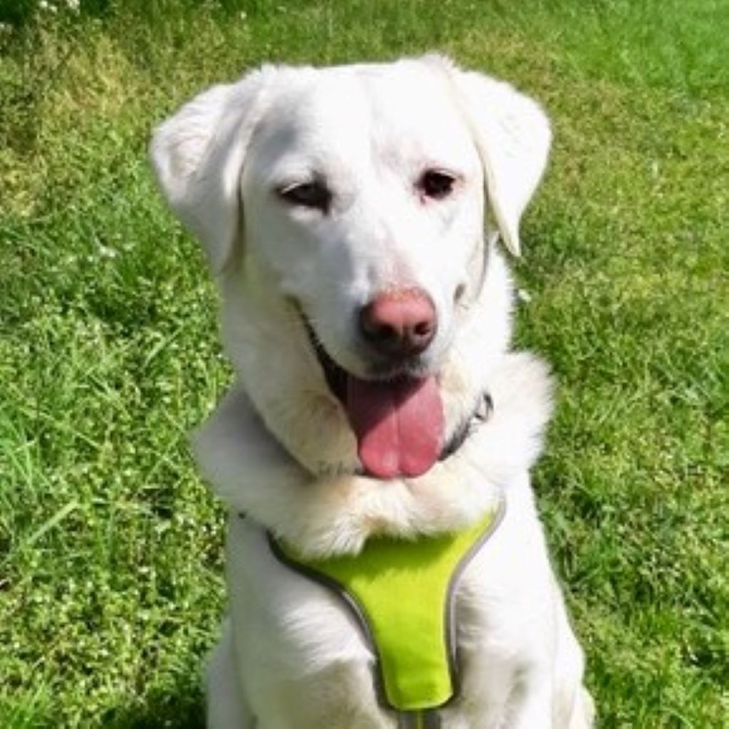 Labrador Mischling Bimba - SALVA Hundehilfe e.V.