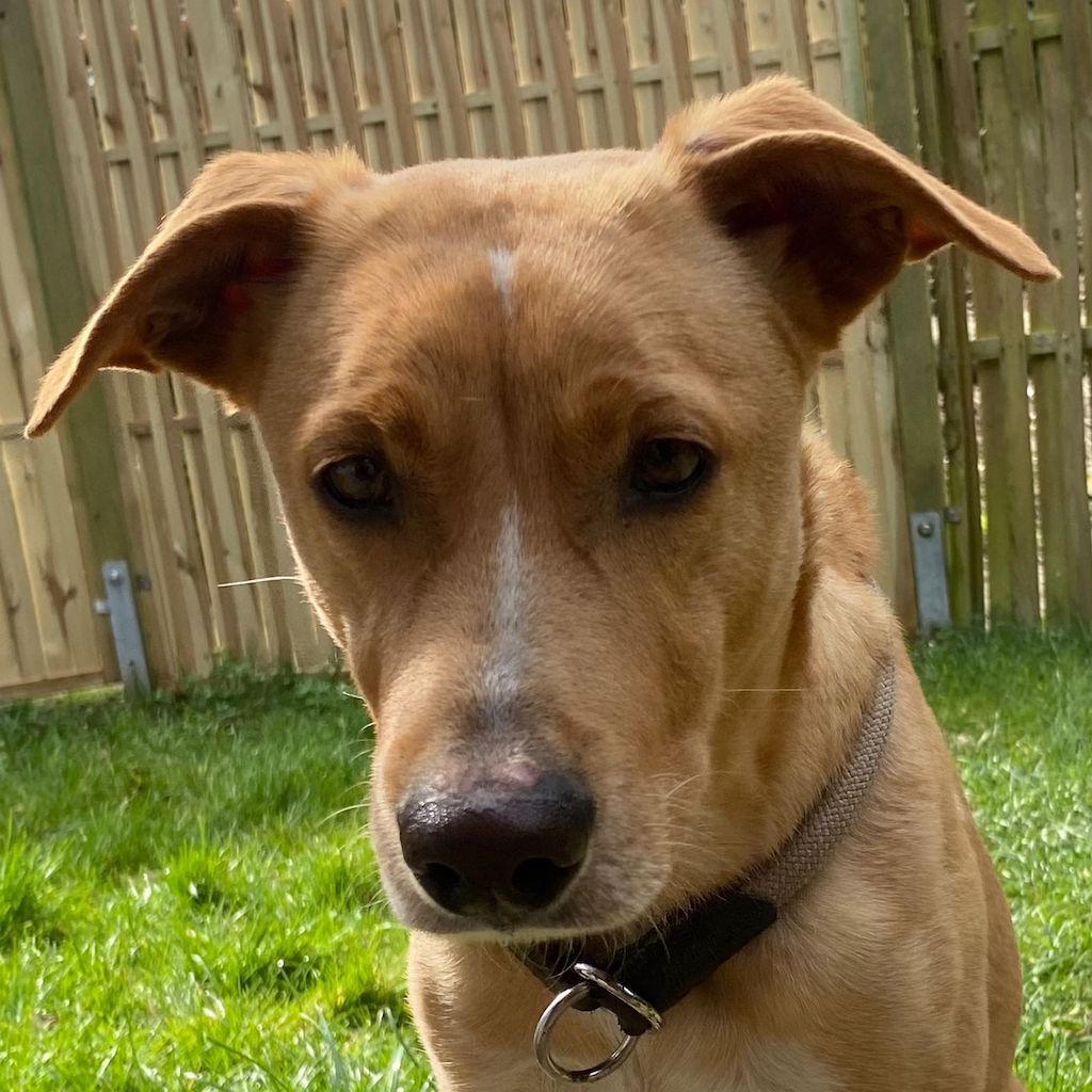 Podenco Mischling Canela im Glück! - SALVA Hundehilfe e.V.