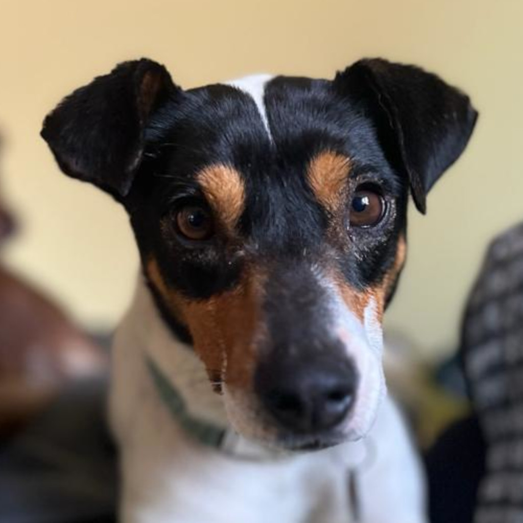 Bodeguero Mischling Eneas - SALVA Hundehilfe e.V.