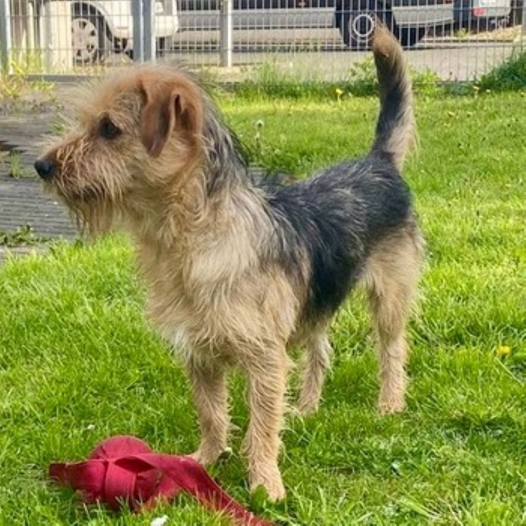 Yorkshire Terrier Mischling Kopy - SALVA Hundehilfe e.V.