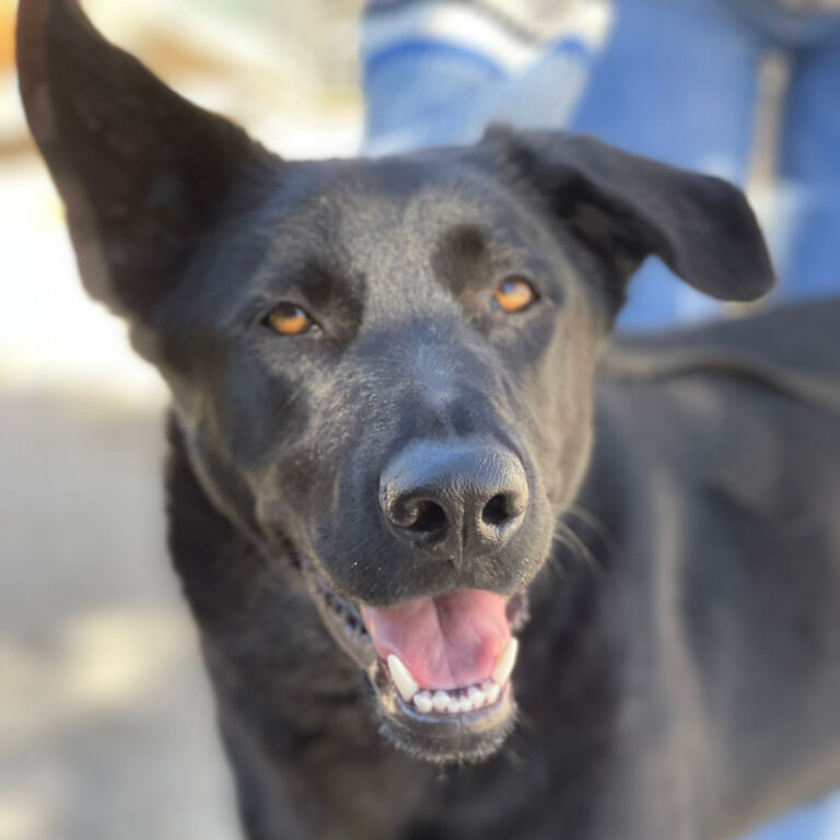 Labrador Mischling Maggie im Glück! - SALVA Hundehilfe e.V.
