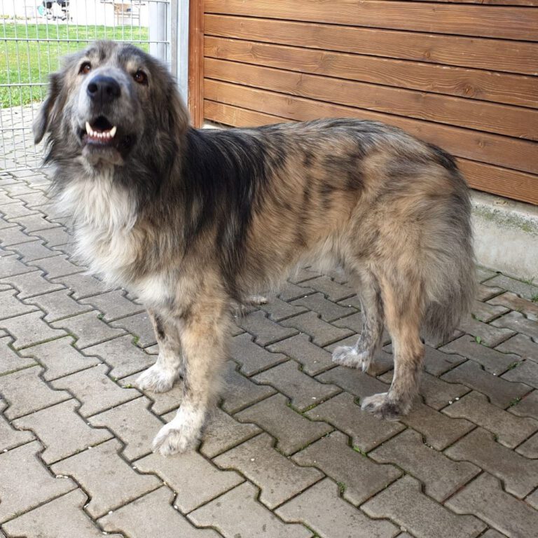 Herdenschutzhund Mischling Only - SALVA Hundehilfe e.V.