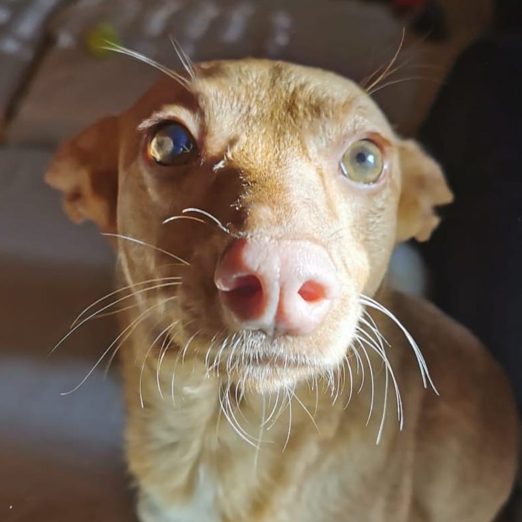 Podenco Rocio hat ihr Zuhause gefunden! - SALVA Hundehilfe e.V.