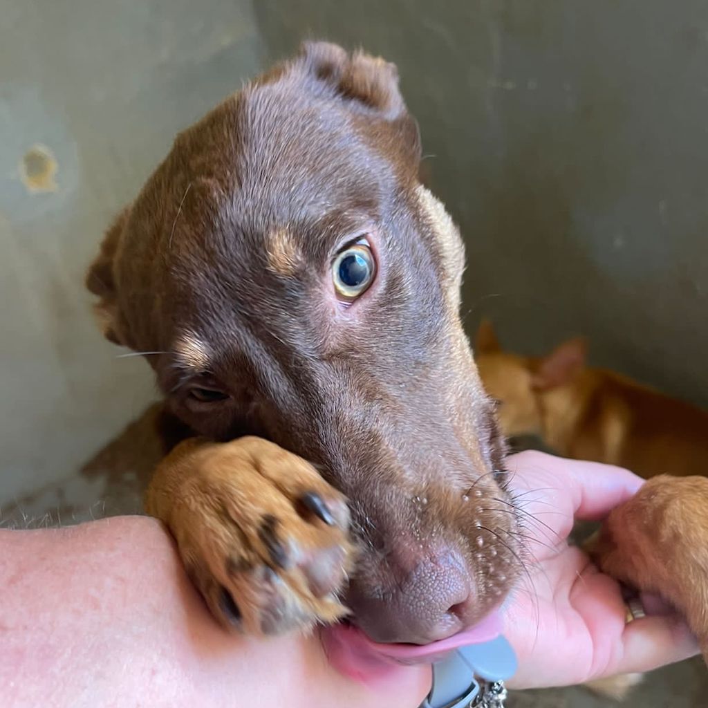 Podenco Mischling Amapola im Glück! - SALVA Hundehilfe e.V.