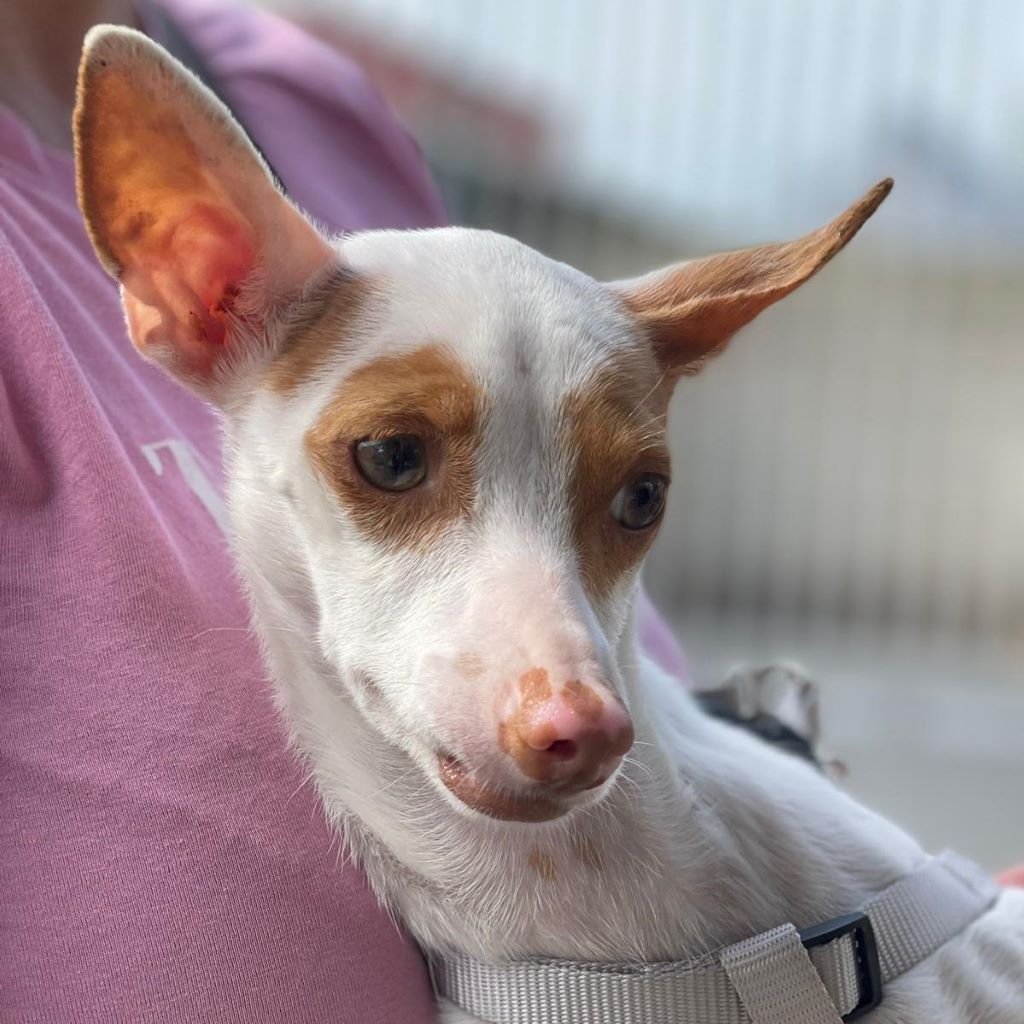 Podenco Mischling Tiffany - SALVA Hundehilfe e.V.
