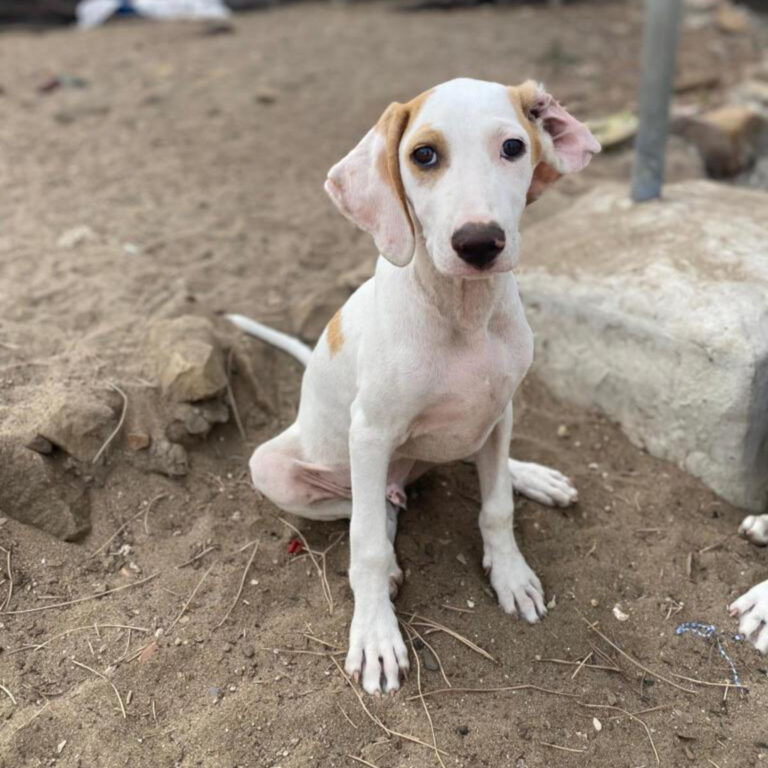 Pointer Mischling Charles hat ein Zuhause - SALVA Hundehilfe e.V.