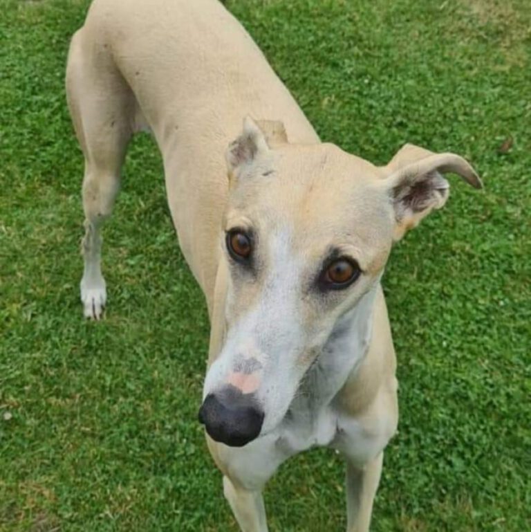 Rumänischer Windhund Lana hat ein Zuhause - SALVA Hundehilfe e.V.